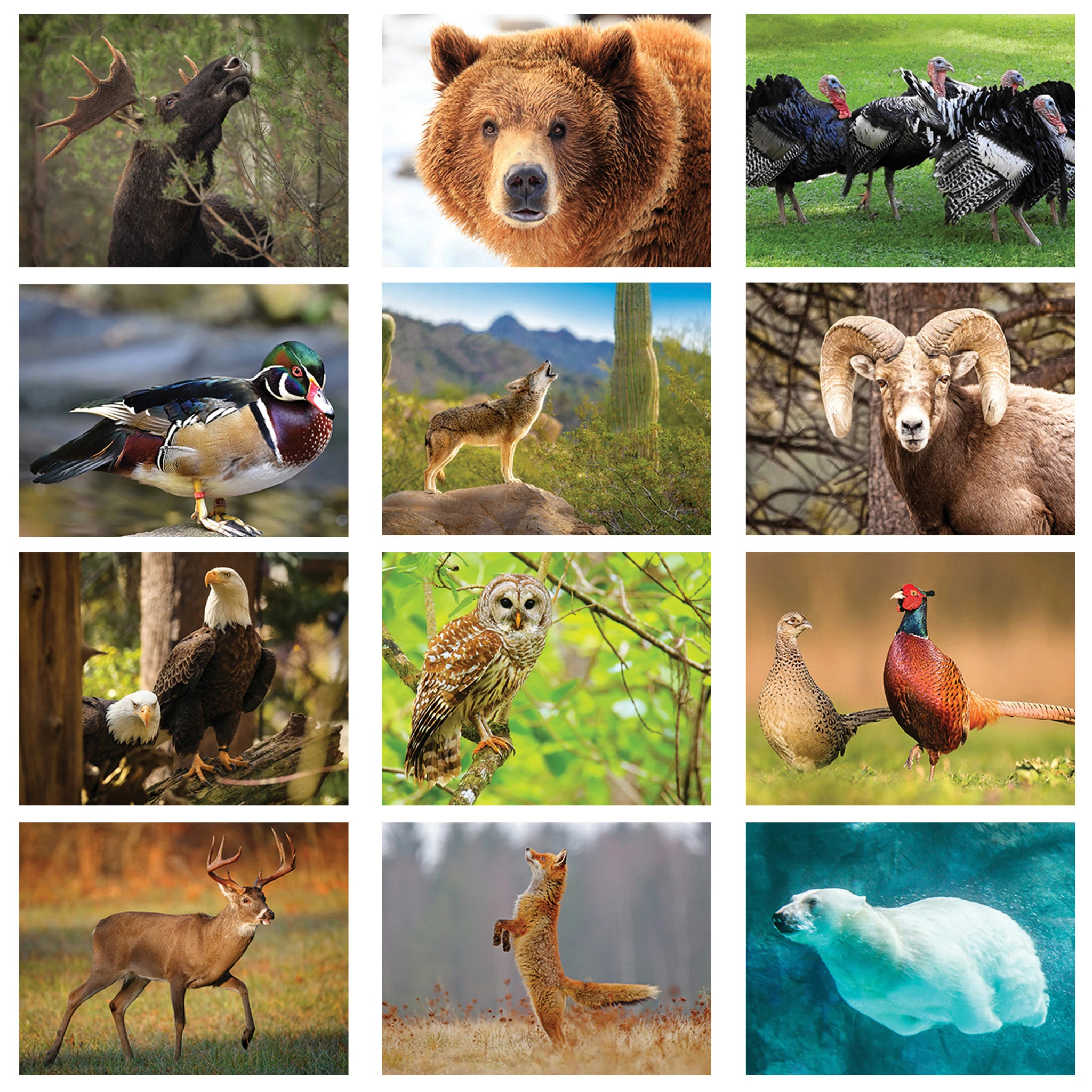 Wildlife Wall Calendar: 2025 Spiral Bound - Promotional Product Inc.